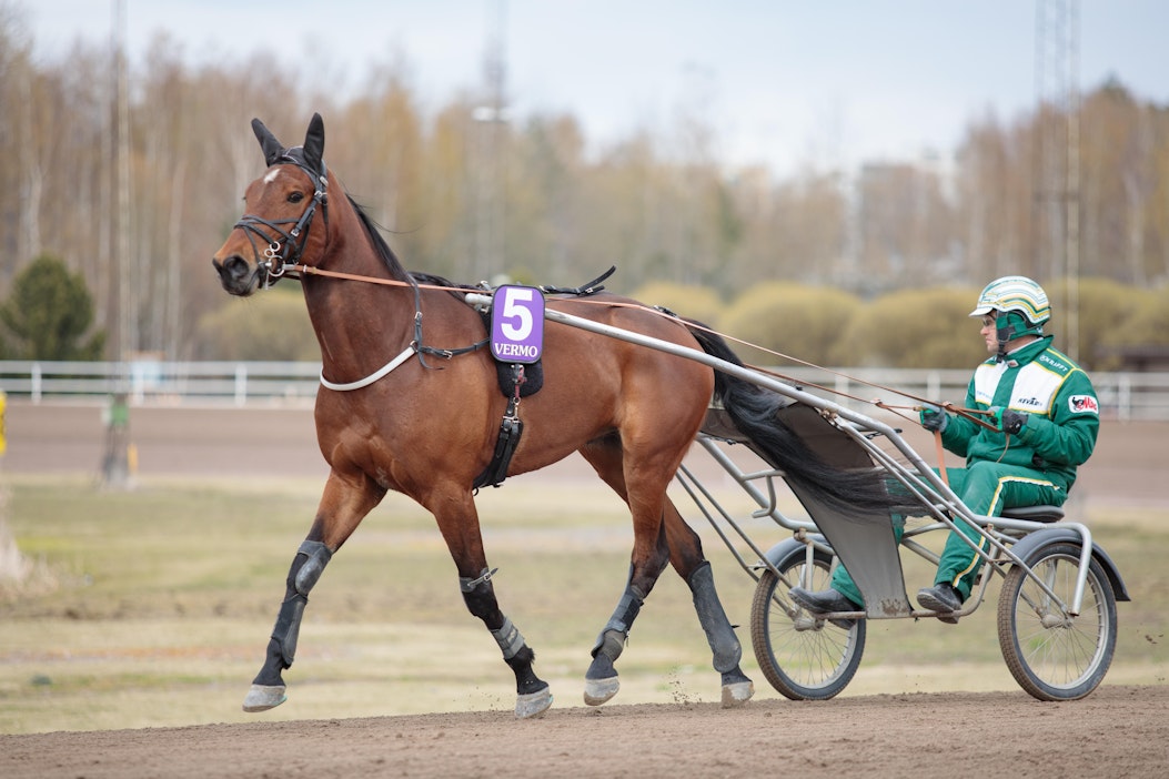 Päivän ravit: Liigajohtajat Ray Boy ja Tapio Mäki-Tulokas Killerin ...