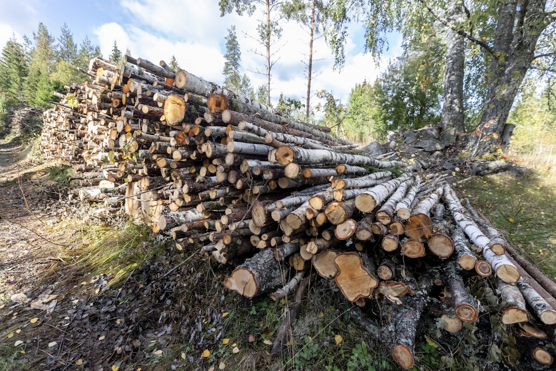 MT Metsä - Maaseudun Tulevaisuus