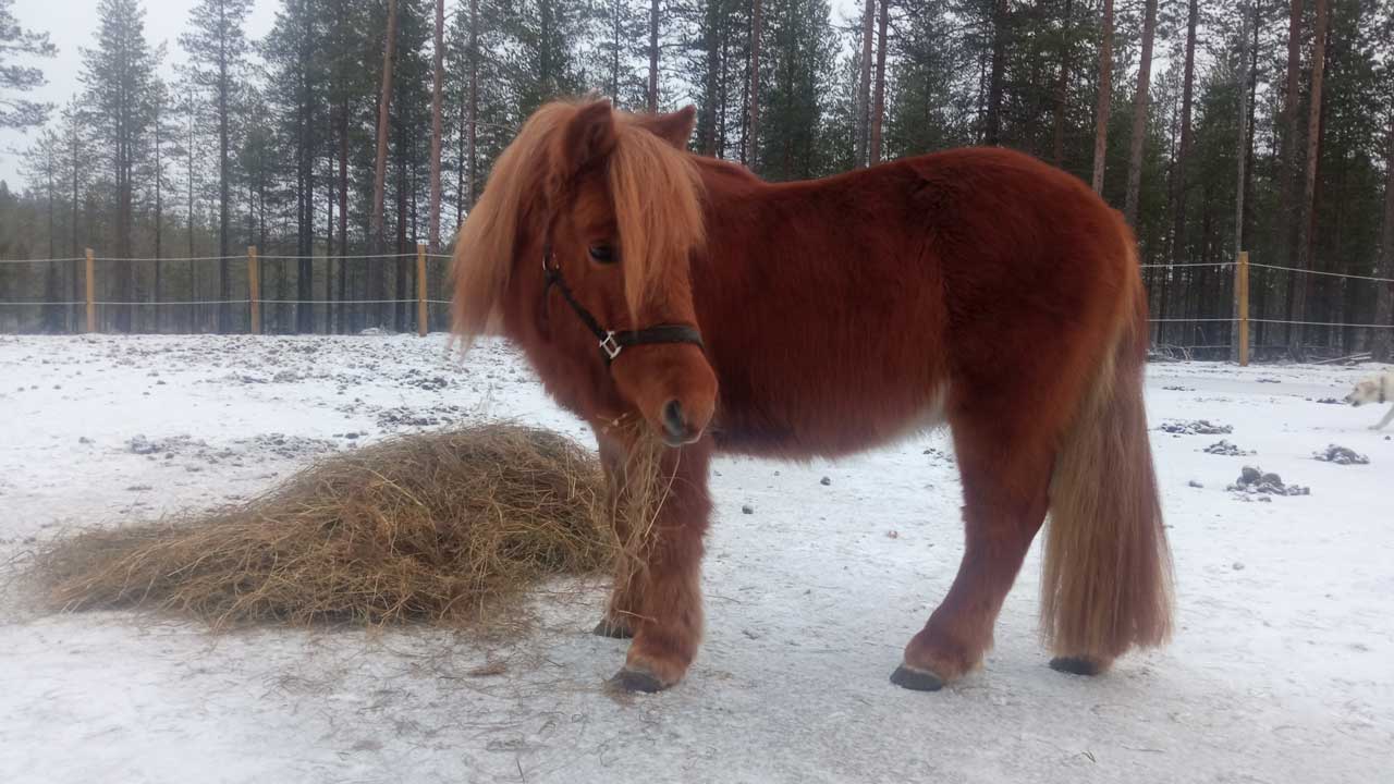 Shettis poni - Maaseudun Tulevaisuus