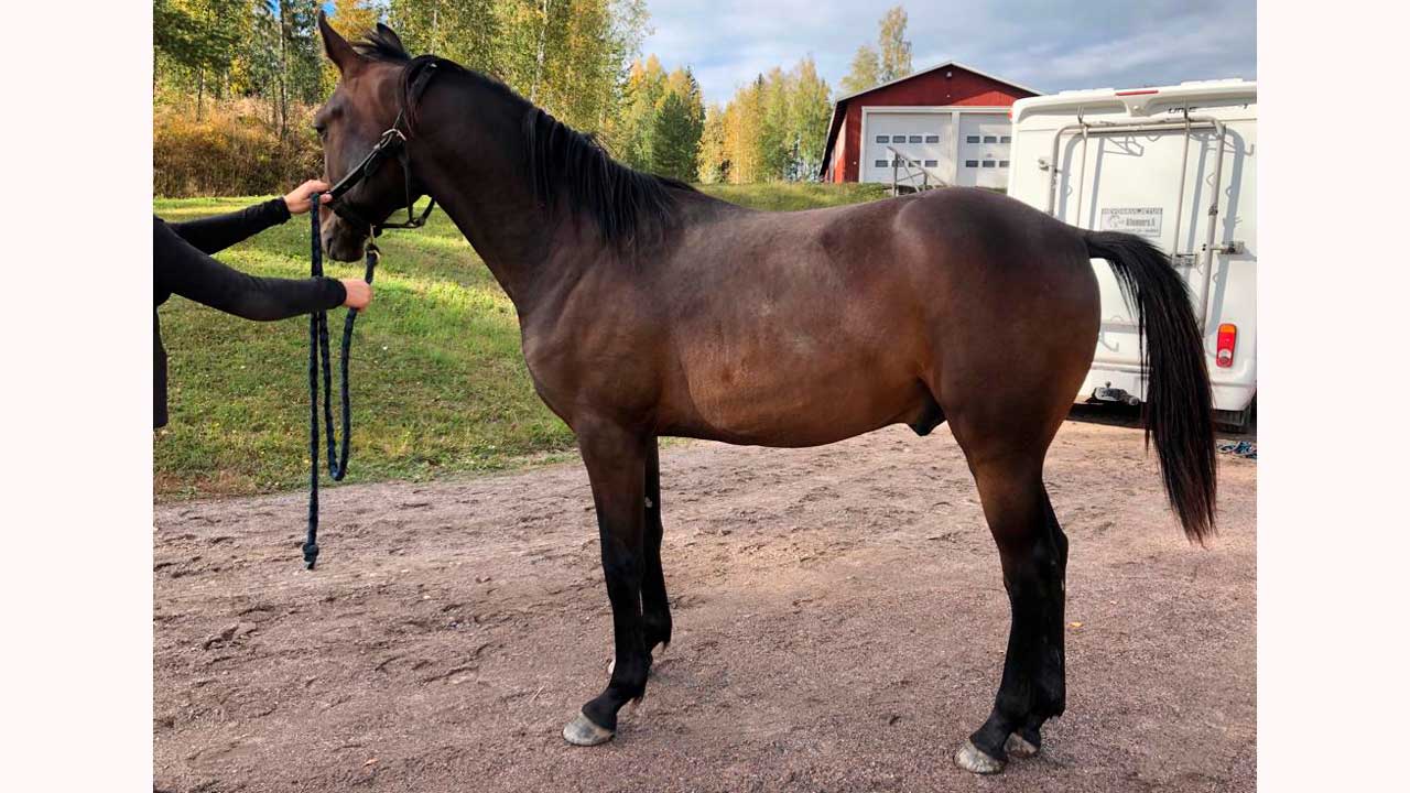 1-v. orivarsa Romanov Comery - kimppa - Maaseudun Tulevaisuus