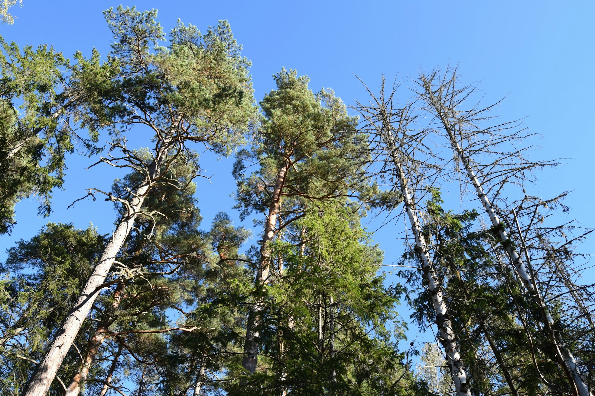 Metsä - Maaseudun Tulevaisuus